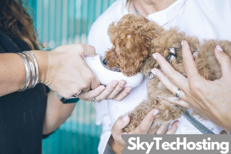 How to Improve Your Veterinary Client Communication - SkyTechosting